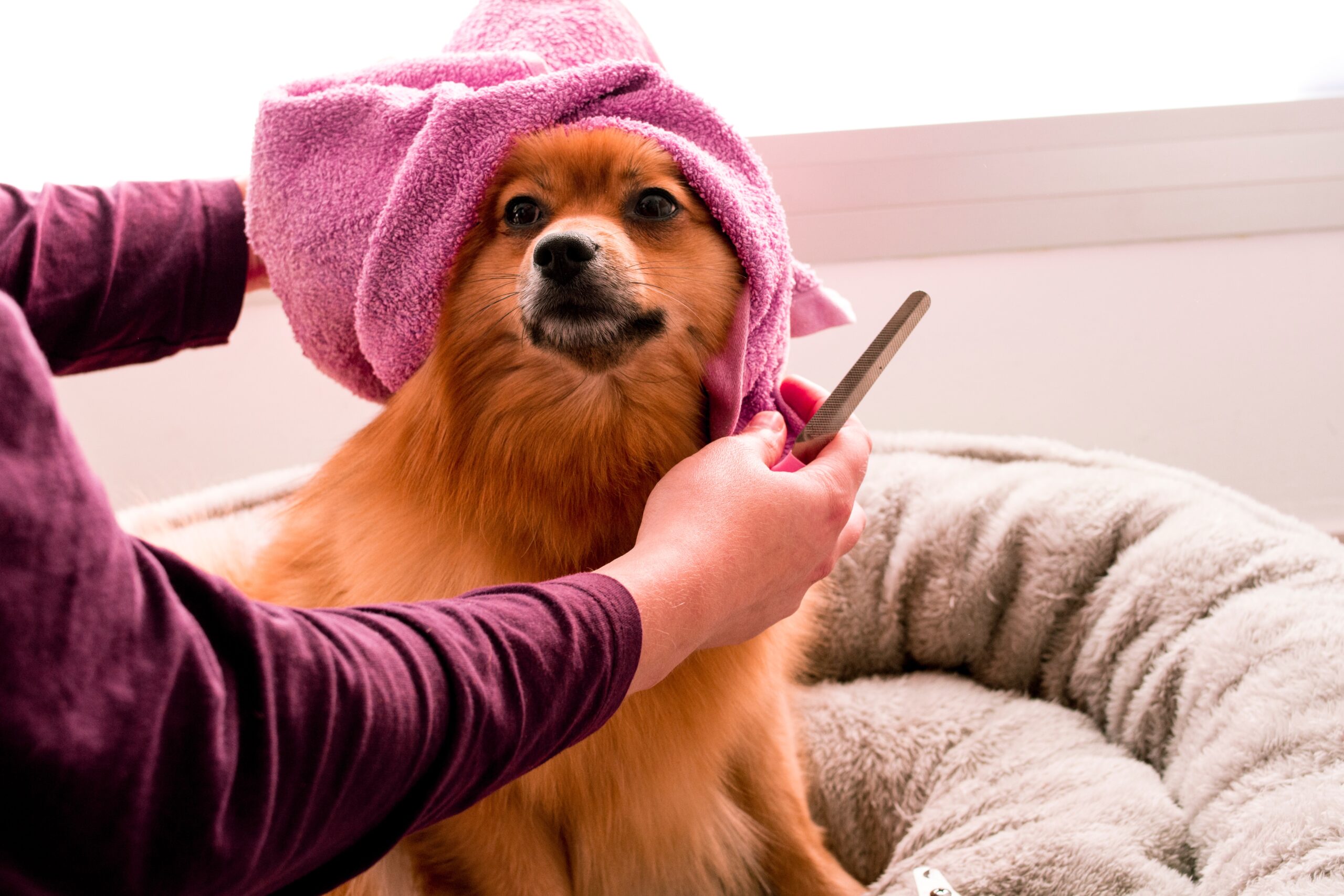 Top 5 Fun And Engaging Activities For Dogs Cloudtalkradio top-5-fun-and-engaging-activities-for-dogs-cloudtalkradio